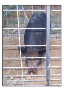 Hog Sour Mash | https://boarmasters.com/