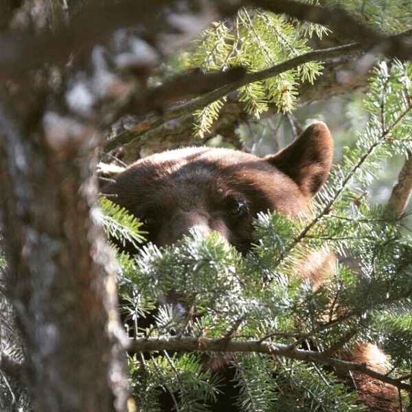 Snaring Feral Hogs - Boarmasters Wildlife Attractants