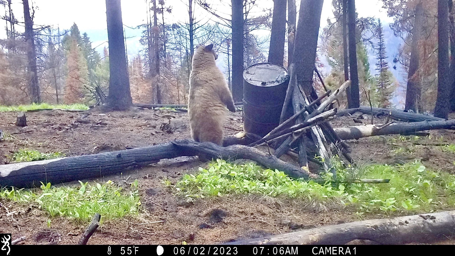 Attaching Bear Bait Barrel to a Tree - Boarmasters Wildlife Attractants